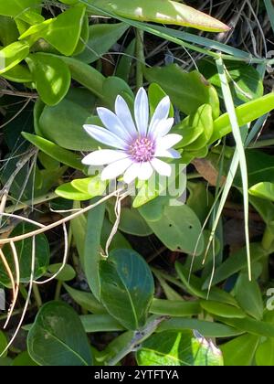 trailing African daisy (Dimorphotheca fruticosa), Plantae, Leisure ...