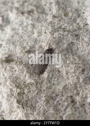 Poplar Micromoth (Semioscopis inornata Stock Photo - Alamy