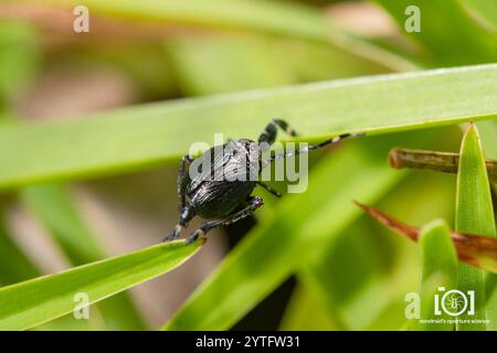 Black Leaf-leg (Phylloscelis atra Stock Photo - Alamy