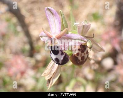 Diamond Orchid (Ophrys reinholdii Stock Photo - Alamy