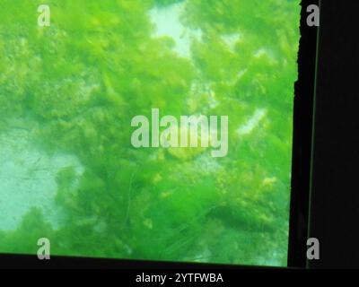 Chlorophycean green algae (Chlorophyceae Stock Photo - Alamy