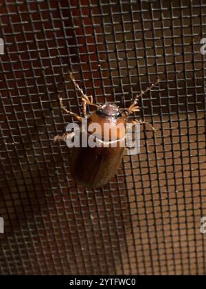 May Beetles (Phyllophaga Stock Photo - Alamy