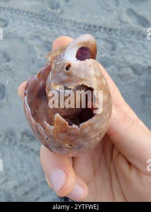 Atlantic Deer Cowrie (Macrocypraea cervus Stock Photo - Alamy