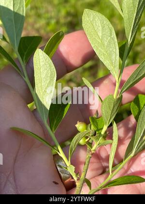 dwarf huckleberry (Gaylussacia dumosa Stock Photo - Alamy