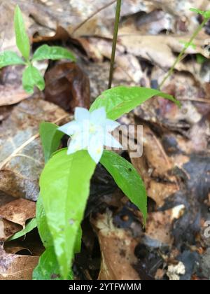 northern starflower (Lysimachia borealis Stock Photo - Alamy