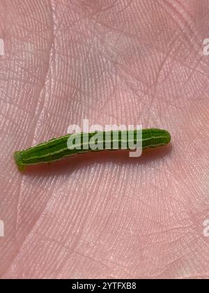 Girdler Moth (Dargida procinctus Stock Photo - Alamy