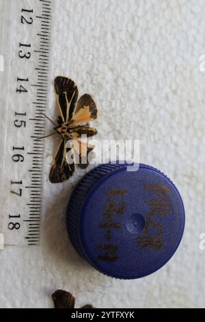 Banded Tiger Moth (Apantesis vittata Stock Photo - Alamy