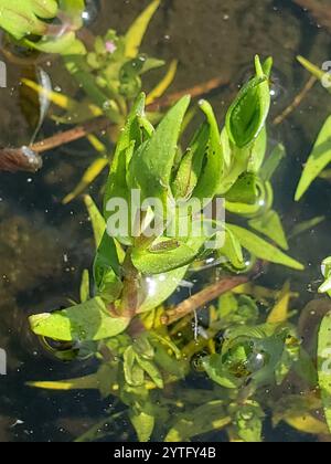 bractless hedge-hyssop (Gratiola ebracteata), Plantae, Eugene, OR, US ...