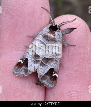 Sigmoid Prominent (Clostera albosigma Stock Photo - Alamy