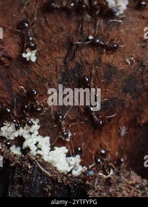Western Collared Ant (Aphaenogaster occidentalis Stock Photo - Alamy
