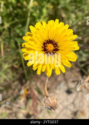 Reichardia tingitana, False Sow-Thistle Single Flower Stock Photo - Alamy