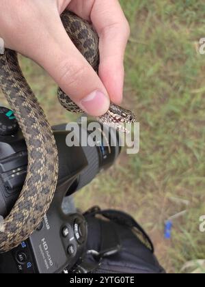Steppe Viper (Vipera renardi Stock Photo - Alamy