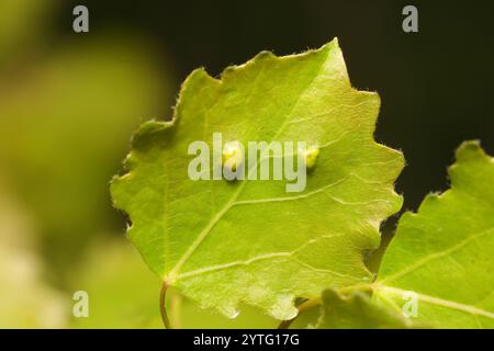 Poplar gall mite (Phyllocoptes populi Stock Photo - Alamy