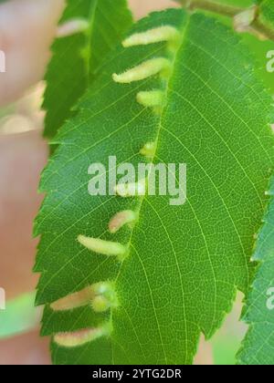 Elm Finger Gall Mite (Aceria parulmi Stock Photo - Alamy