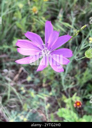 Texas Skeleton Plant (Lygodesmia texana) Plantae Stock Photo - Alamy
