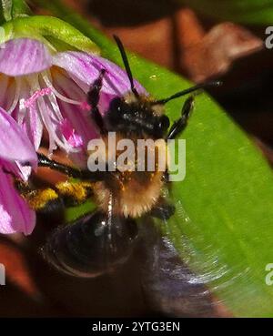 Carlin's Mining Bee (Andrena carlini), Insecta, Monson, MA, US Stock ...