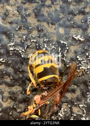 Alaska Yellowjacket (Vespula alascensis Stock Photo - Alamy