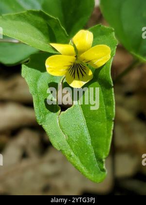 Halberd-leaved violet (Viola hastata Stock Photo - Alamy