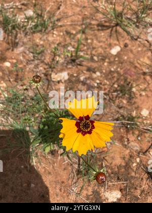 Golden Wave Tickseed (Coreopsis basalis), Plantae, Laffite's Cove ...