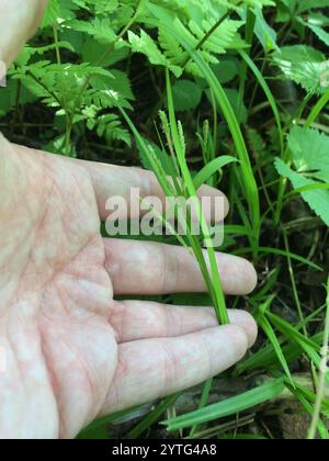 graceful sedge (Carex gracillima Stock Photo - Alamy
