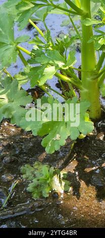 rock buttercup (Ranunculus micranthus Stock Photo - Alamy