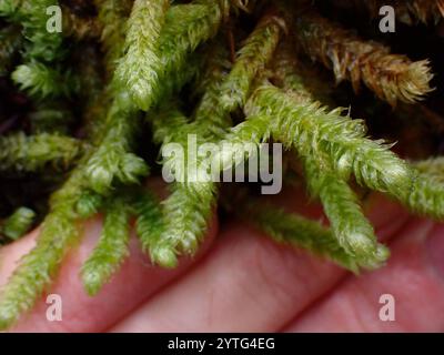 Pipecleaner Moss (Rhytidiopsis robusta Stock Photo - Alamy