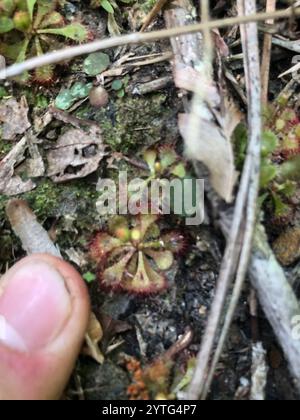 dwarf sundew (Drosera brevifolia Stock Photo - Alamy