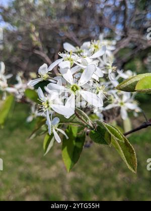 common serviceberry (Amelanchier arborea Stock Photo - Alamy