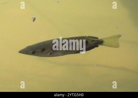 Spotted Archerfish (Toxotes chatareus Stock Photo - Alamy