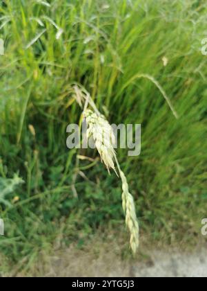 common soft brome (Bromus hordeaceus) Plantae Stock Photo - Alamy