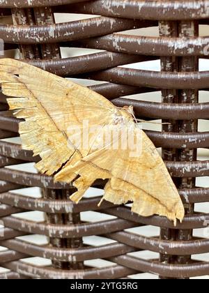 Juniper Geometer Moth (Patalene olyzonaria Stock Photo - Alamy