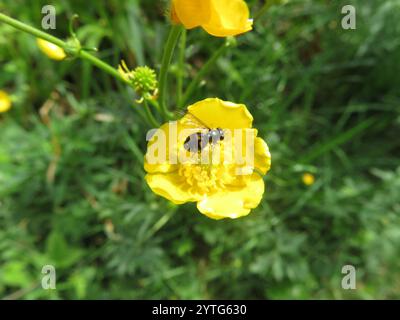 Four-spotted Pipiza (Pipiza quadrimaculata Stock Photo - Alamy