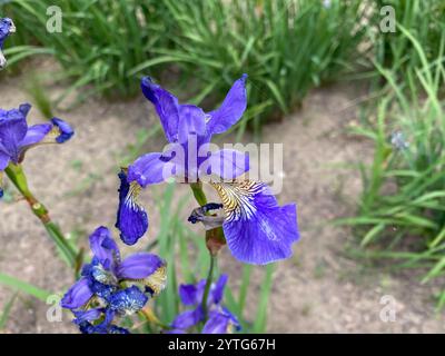 Siberian Irises (Limniris Stock Photo - Alamy