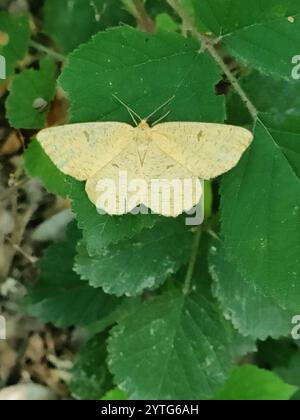 Orange Moth (Angerona prunaria Stock Photo - Alamy