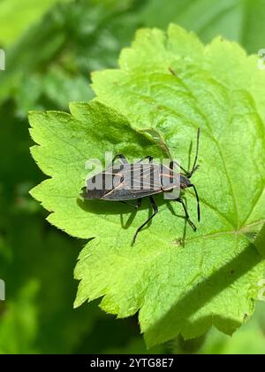 Western Boxelder Bug (Boisea rubrolineata Stock Photo - Alamy
