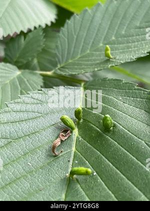 Elm Finger Gall Mite (Aceria parulmi Stock Photo - Alamy