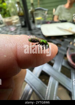 Pure Green Sweat bee (Augochlora pura) Insecta Stock Photo - Alamy