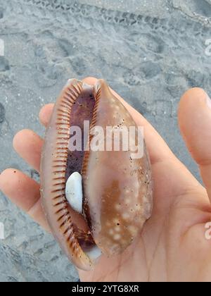 Atlantic Deer Cowrie (Macrocypraea cervus Stock Photo - Alamy