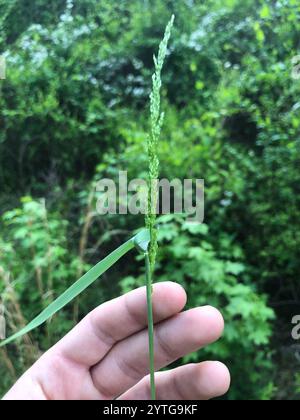 prairie wedge grass (Sphenopholis obtusata Stock Photo - Alamy