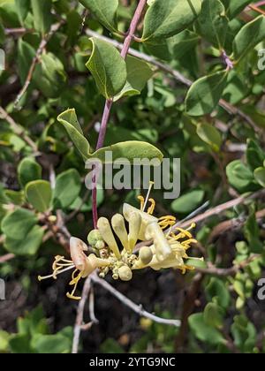 chaparral honeysuckle (Lonicera interrupta Stock Photo - Alamy