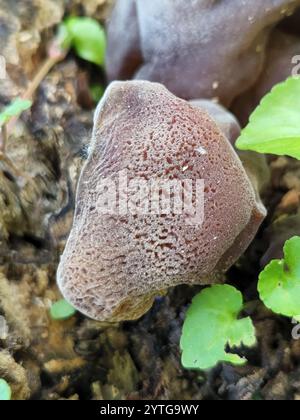 Jelly Tree Ear (Auricularia americana) Fungi Stock Photo - Alamy