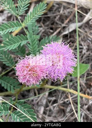 Catclaw Briar (Mimosa nuttallii Stock Photo - Alamy