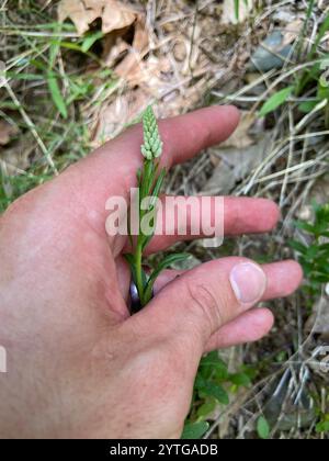 Seneca snakeroot (Senega officinalis Stock Photo - Alamy