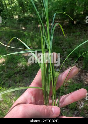 Greater Straw Sedge (Carex normalis Stock Photo - Alamy