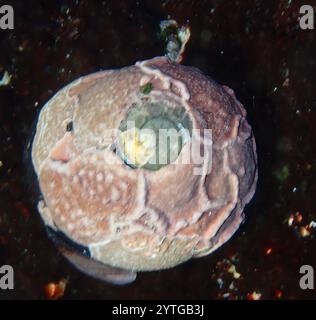 Pinklip Topshell (Oxystele sinensis Stock Photo - Alamy