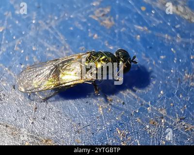 Black-horned Gem Fly (Microchrysa polita Stock Photo - Alamy
