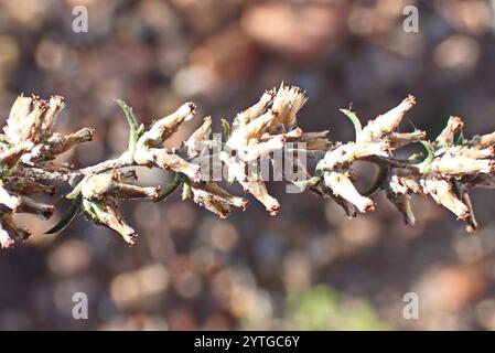 Common Snakebush Complex (Seriphium plumosum Stock Photo - Alamy