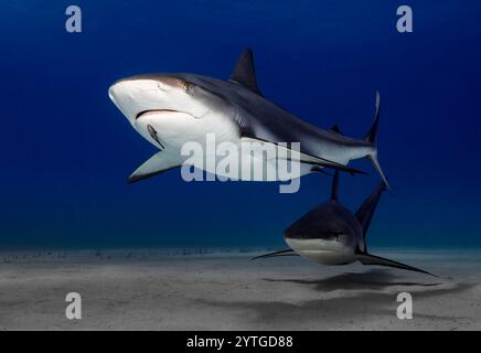 Eye level with two Caribbean Reef Sharks (Carcharhinus perezii). Shark ...