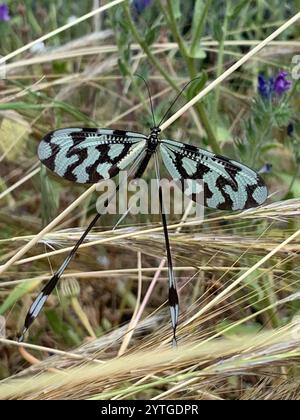 Sinuated Spoonwing (Nemoptera sinuata Stock Photo - Alamy