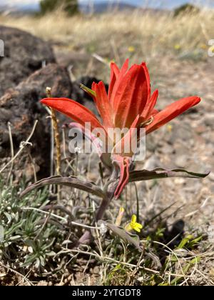Wholeleaf Paintbrush (Castilleja integra Stock Photo - Alamy